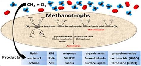 Potential Biotechnological Applications Of Methanotrophic Bacteria Download High Quality