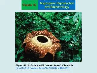 Ppt Figure 381 Rafflesia Arnoldii Monster Flower” Of Indonesia
