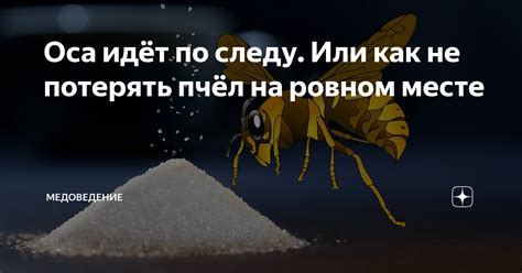 Оса идёт по следу Или как не потерять пчёл на ровном месте Медоведение Дзен