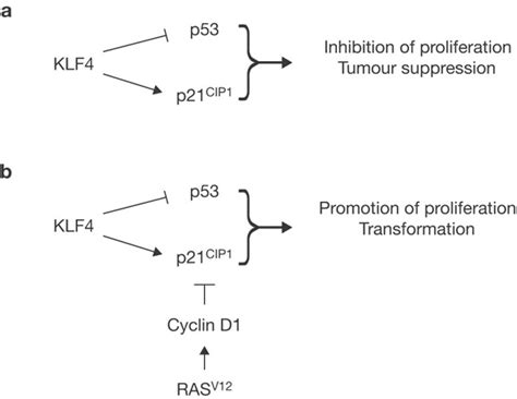 A Model For Klf4 Function In Tumour Suppression And Oncogenic