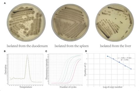 Isolation Of Clostridium Perfringens And Its Absolute Quantification Download Scientific
