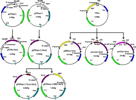 Design Of Recombinant Proteins Schematic Of The Constructions Of Download Scientific Diagram