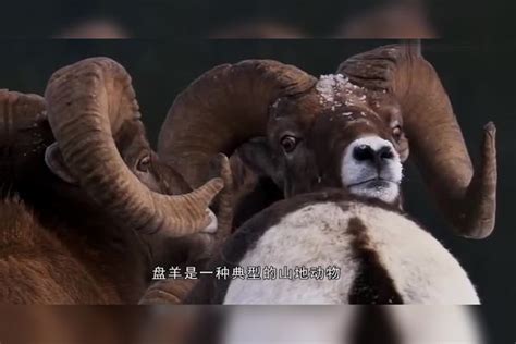 世界上死得最憋屈的动物，躲过了无数天敌，却被自己的角活活戳死动物世界