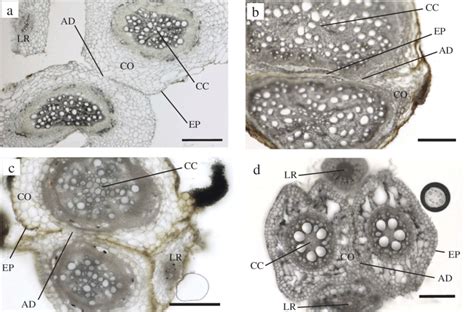 Transverse Sections Of Grafted Roots Without Surgical Operation Of Two Download Scientific