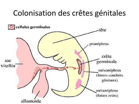 Ppt Appareil Génital Féminin Powerpoint Presentation Free Download Id1003665