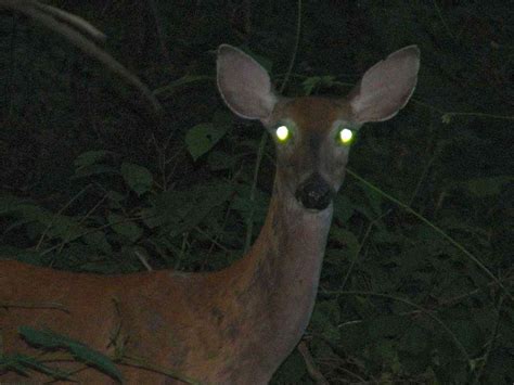 What Makes Some Eyes Shine At Night Ncpr News