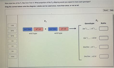 Solved Now Cross Two Of The F Flies From Part A What