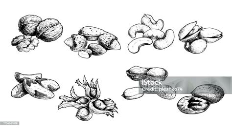 다른 너트 세트 스케치 스타일의 손으로 그린 너트를 간단히 설명합니다 호두 피스타치오 캐슈 아몬드 땅콩 헤이즐넛 브라질 너트 및 피칸 벡터 그림입니다 유기농 식품 땅콩