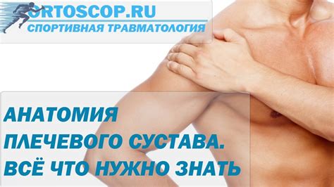 АНАТОМИЯ ПЛЕЧЕВОГО СУСТАВА ВСЁ ЧТО НУЖНО ЗНАТЬ Youtube
