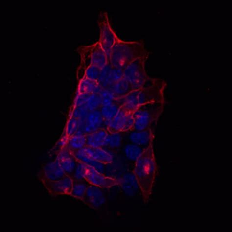 Humanmouse Ssea 1 Antibody R D Systems 100ug Unlabeledantibodies