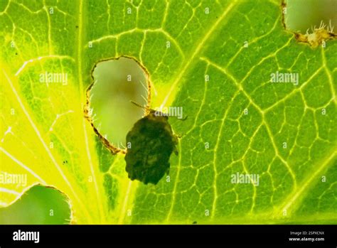 Warty Leaf Beetles Fulcidacini Insecta Noord Paramaribo Suriname