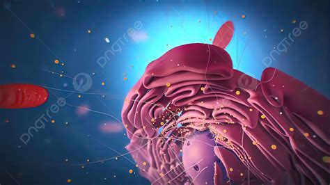 Biology Exploring The Cell Nucleus And Ribosome Rough Plasma Smooth