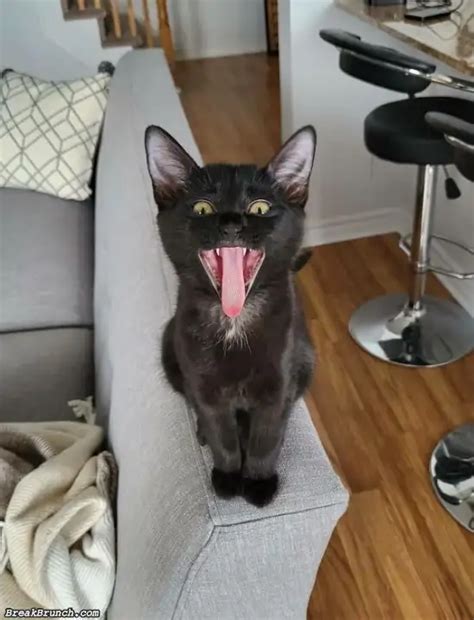 16 Derp Cats That Are Just So Adorable Breakbrunch