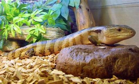 Blue Tongued Skink Care Sheet A New Owner And Beginner Must Read