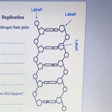 Nitrogen Base Pairs