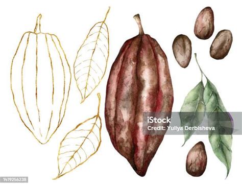 나뭇잎으로 설정된 수채화 코코아 흰색 배경에 고립 된 금색 선형 과일을 손으로 칠했습니다 가을 추수 축제 디자인 인쇄 또는 배경을위한 식물 삽화 일러스트레이션에 대한 스톡