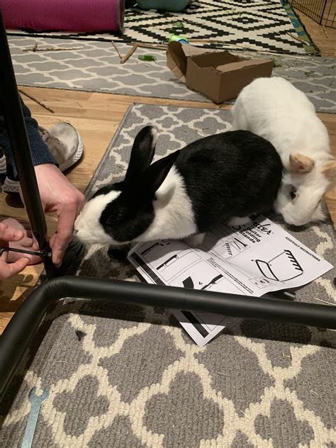 Technical Support Assistant And His Assistant … R Rabbitswithjobs