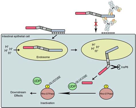Toxins Free Full Text Toxin Specific Antibodies For The Treatment Of Clostridium Difficile