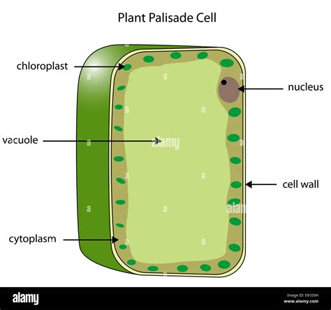 Explain In Detail The Structure Of Chloroplast With A Neat