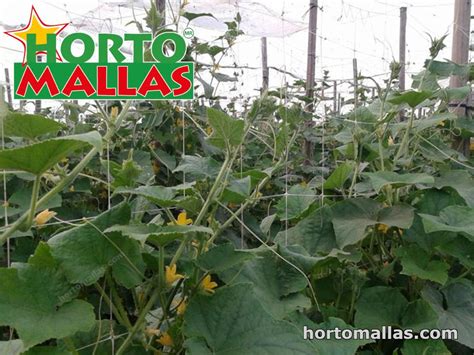Cucumber Trellis Netting By Hortomallas Will Increase Your Income