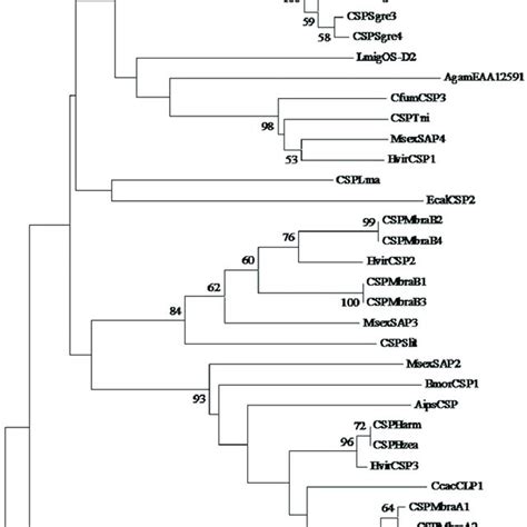 Phylogenetic Analysis Of Csp Amino Acid Sequences Bootstrap Support