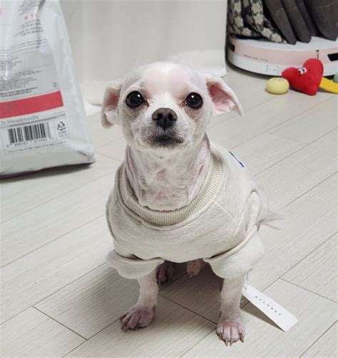 강아지 맨투맨 옷 애견의류 메르시 기모 실내복 네이버 블로그