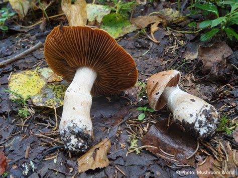 Cortinarius Laniger Mushroom World