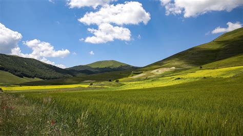 Open Field Wallpaper