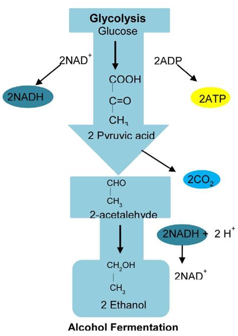 Ethanol Fermentation Inoue Et Al 2000 Download Scientific Diagram