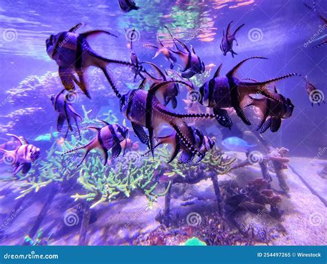 Closeup Shot Of Tropical Fish Swimming Underwater In An Aquarium Stock