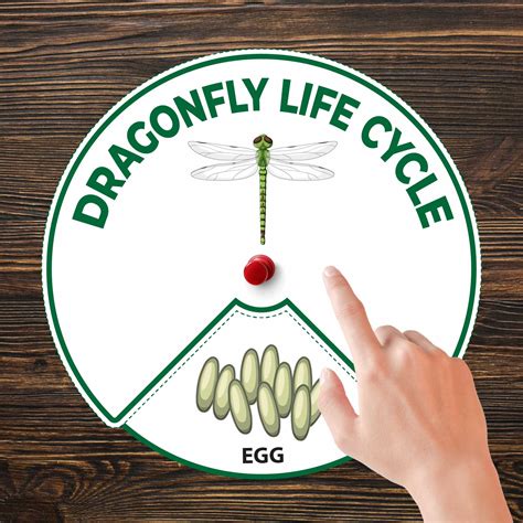 Dragonfly Life Cycle Activities Homeschool Printable Life Cycle Of