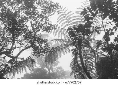 Tropical Trees Leaves Wallpaper Design Digital Stock Illustration 2248631787 Shutterstock