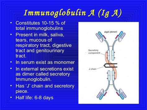 Immunoglobulins