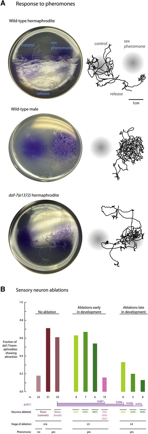 Sensation In A Single Neuron Pair Represses Male Behavior In Hermaphrodites Neuron