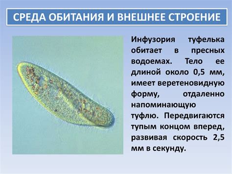 Инфузория туфелька презентация онлайн