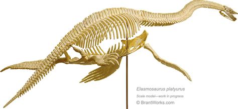 Elasmosaurus Fossils