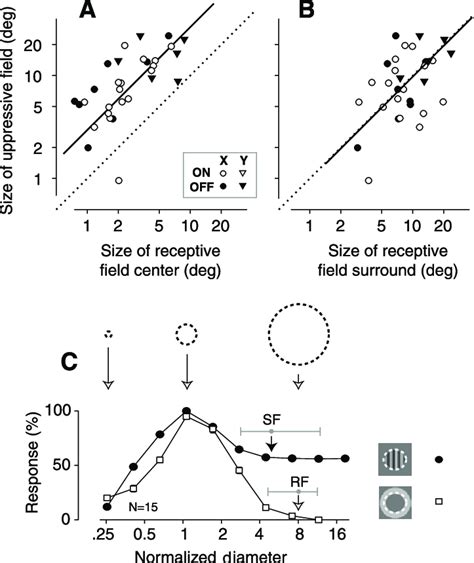spatial extent of receptive field and suppressive field a comparison