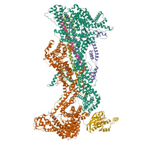 Rcsb Pdb 7usd Cryo Em Structure Of D Site Rac1 Bound Wave Regulatory