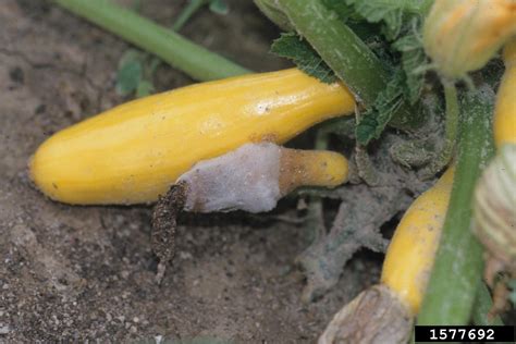 Pythium Diseases Genus Pythium