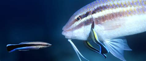 The Cleaner Wrasse Critter Science