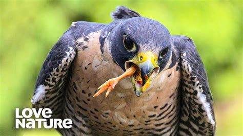 Peregrine Falcon Hunting Technique