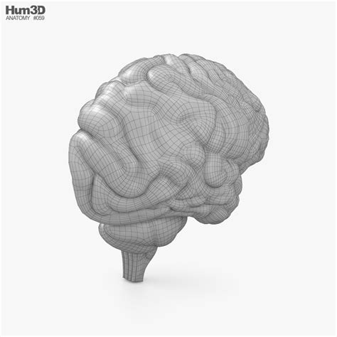 Human Brain Cross Section 3d Model Download Anatomy On