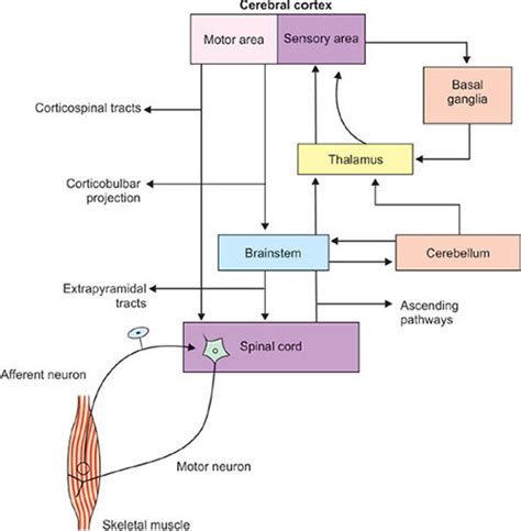 Flow Chart Of Extrapyramidal System