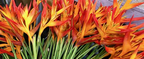 Tropic Fleur Maui Floral Special Orders