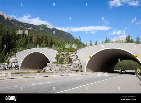 A Wildlife Crossing Bridge Over The Icefield Parkway In The Banff
