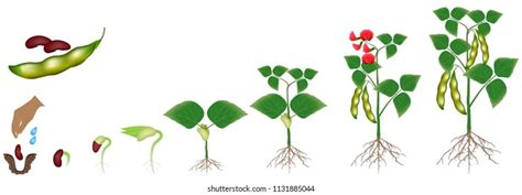 319385 콩 스톡 벡터 이미지 및 벡터 아트 Shutterstock