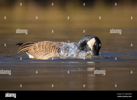 Canadian Goose Branta Canadensis Washing Preening And Splashing In The Water Cleaning His