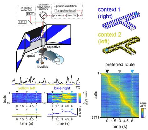 Neural Basis Of Spatial Representations Michael Jacobs Goard Lab Uc Santa Barbara