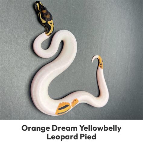 How Do Breeders Id Morphs On High White Pieds Rballpythonmorph