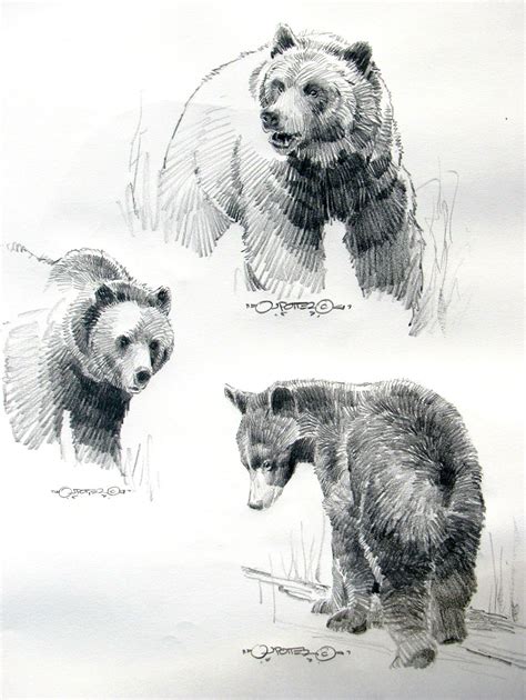 Grizzly Bear Pencil Drawings Grizzly Bear Drawing Fkvcjv
